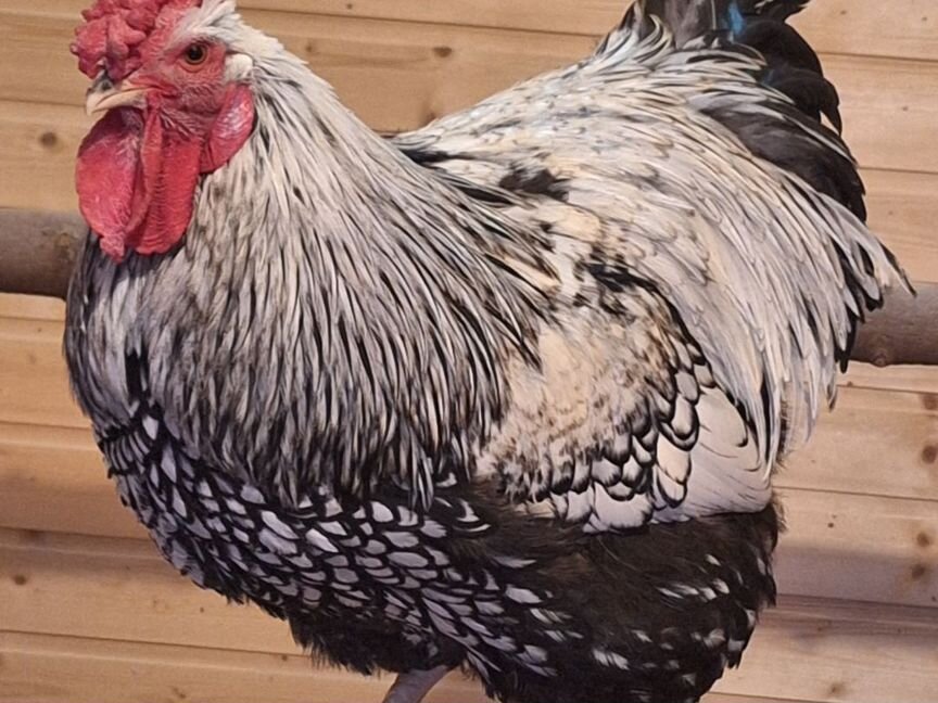 Инкубационное яйцо