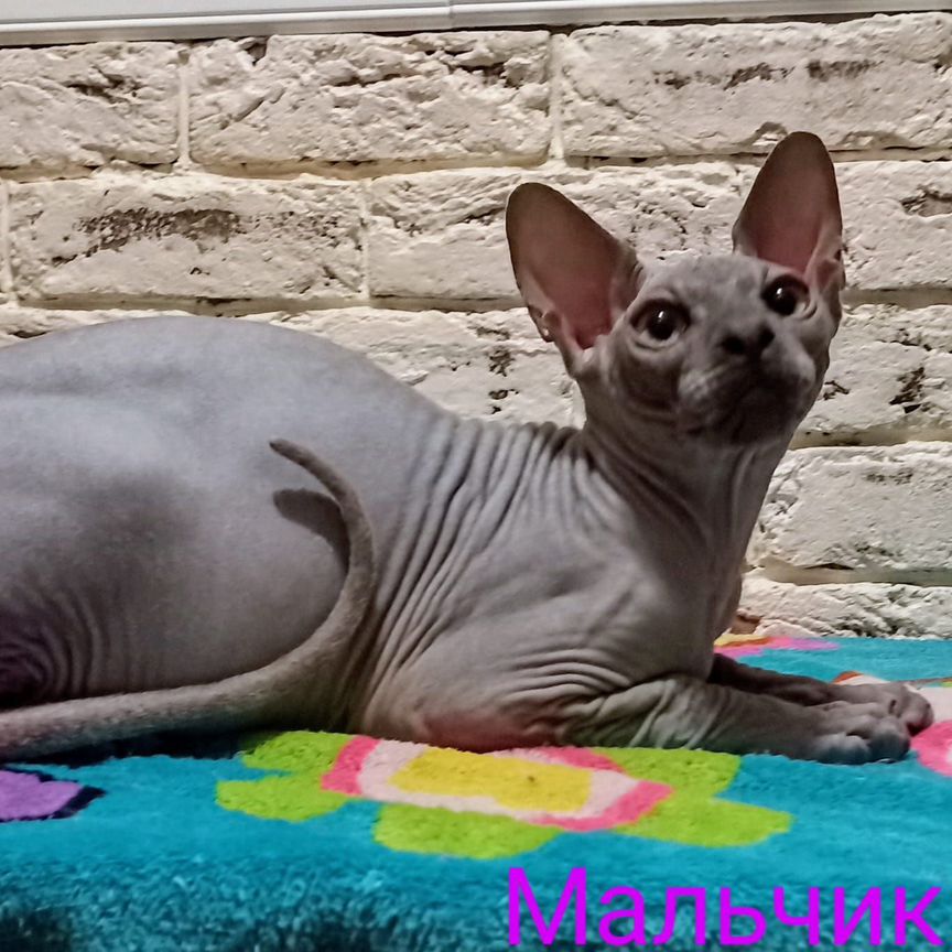 Канадский сфинкс