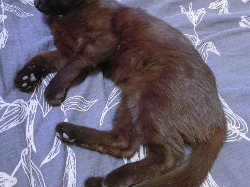 Котëнок в добрые руки
