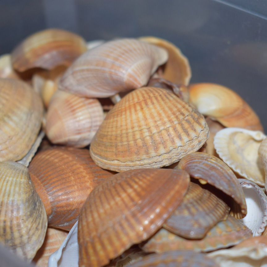 Ракушки морские бесплатно