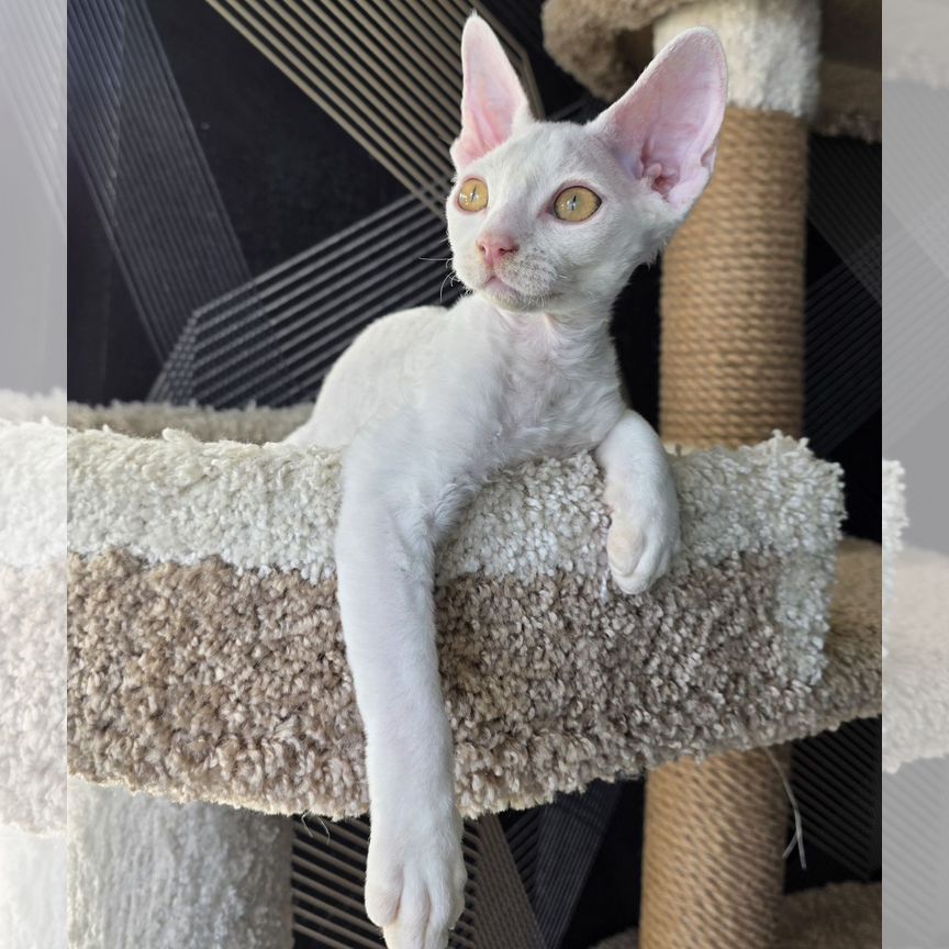 Девон-рекс котёнок