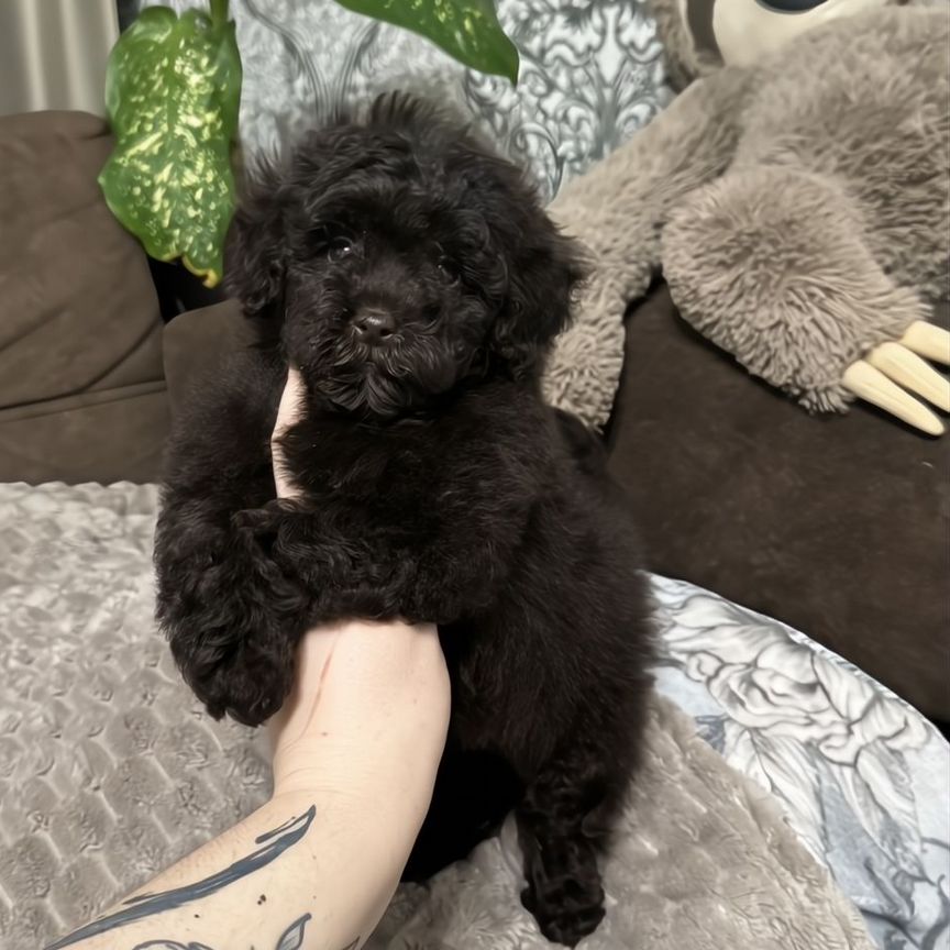 Той-пудель, щенок