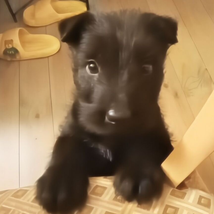 Щенок в добрые руки