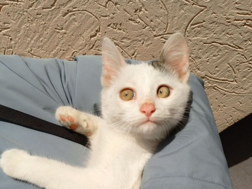 Коштик