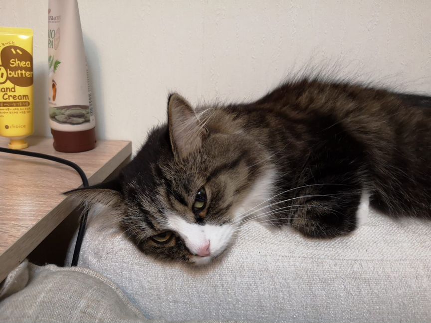 Замечательная кошечка ищет новый дом