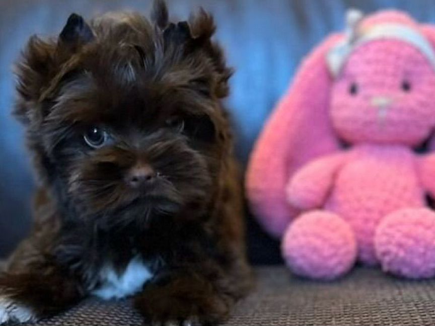 Шоколадная девочка