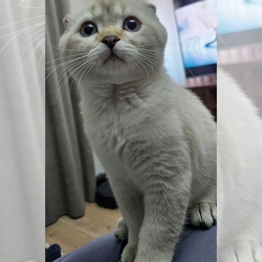 Шотландский вислоухий короткошёрстный котёнок