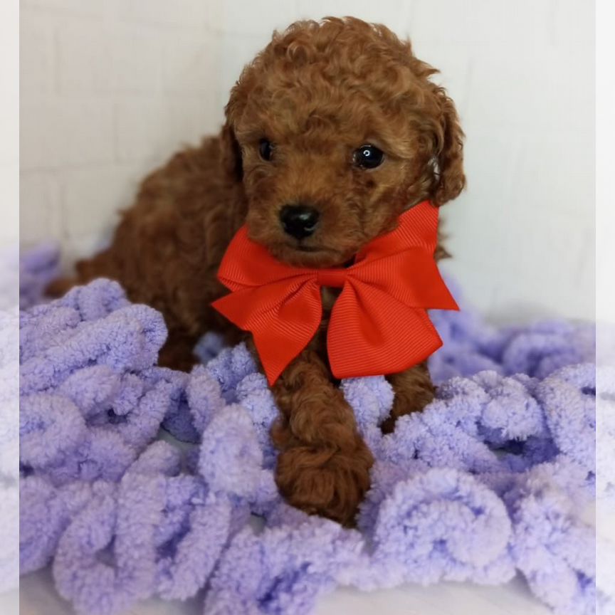 Той-пудель, щенок