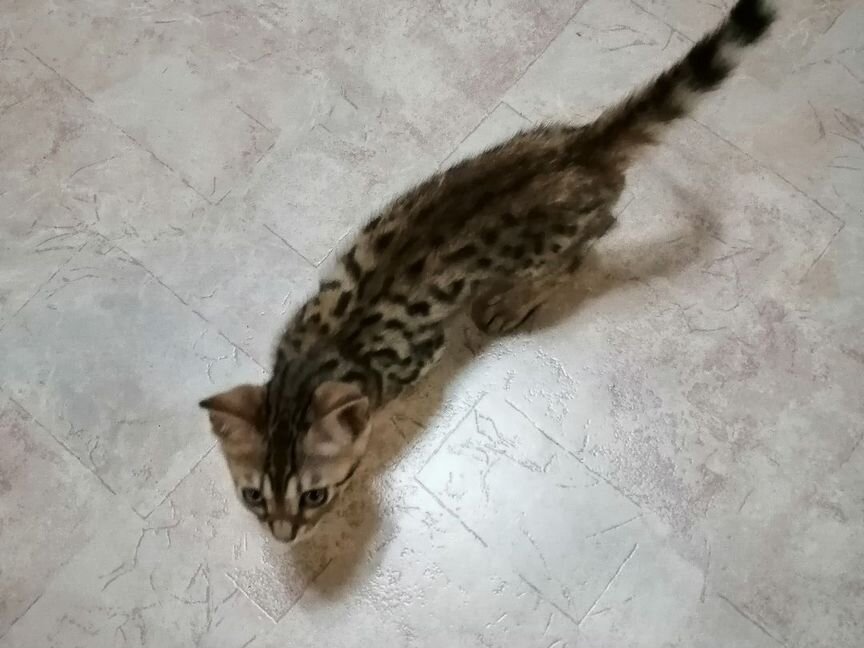 Бенгальская