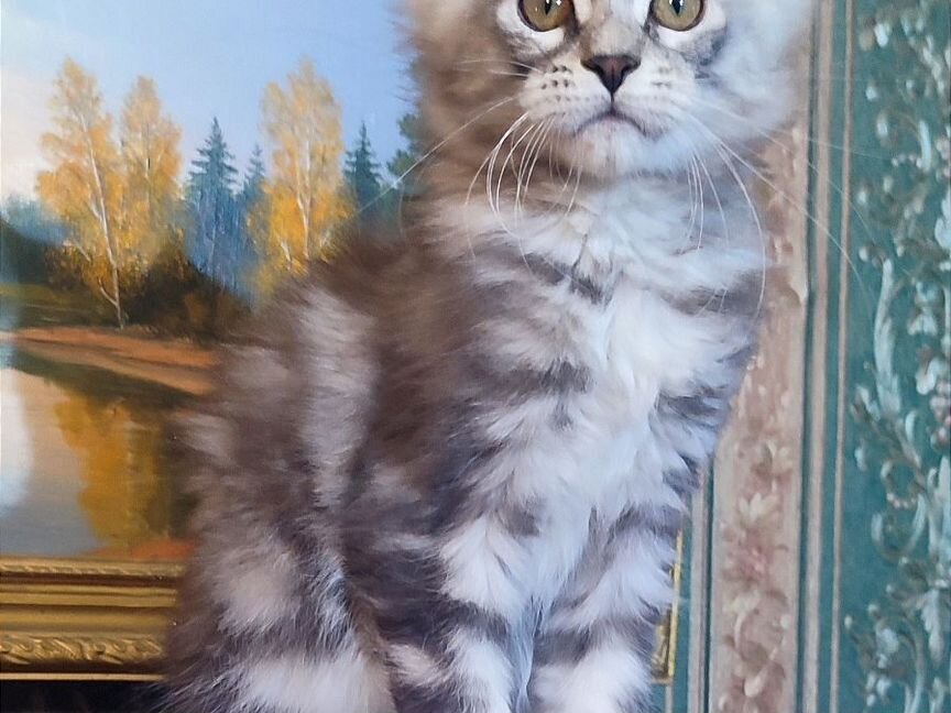 Девочка чёрный мрамор на серебре 3 мес