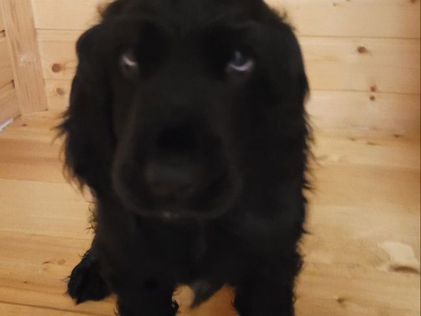 Кокер спаниель