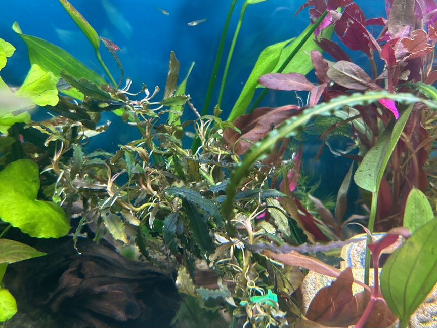 Роголистник, папортник, анубиасы