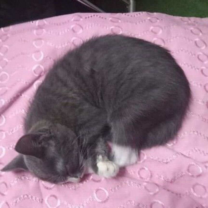Котик, мальчик, 2 месяца