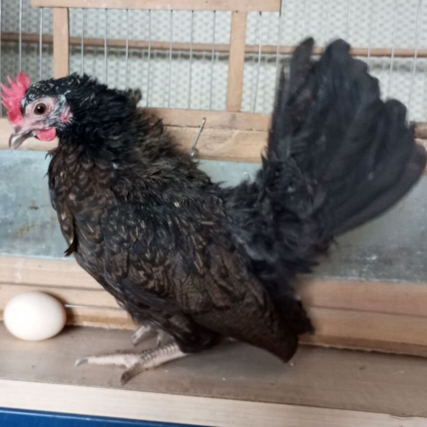 Курочка малазийской серамы