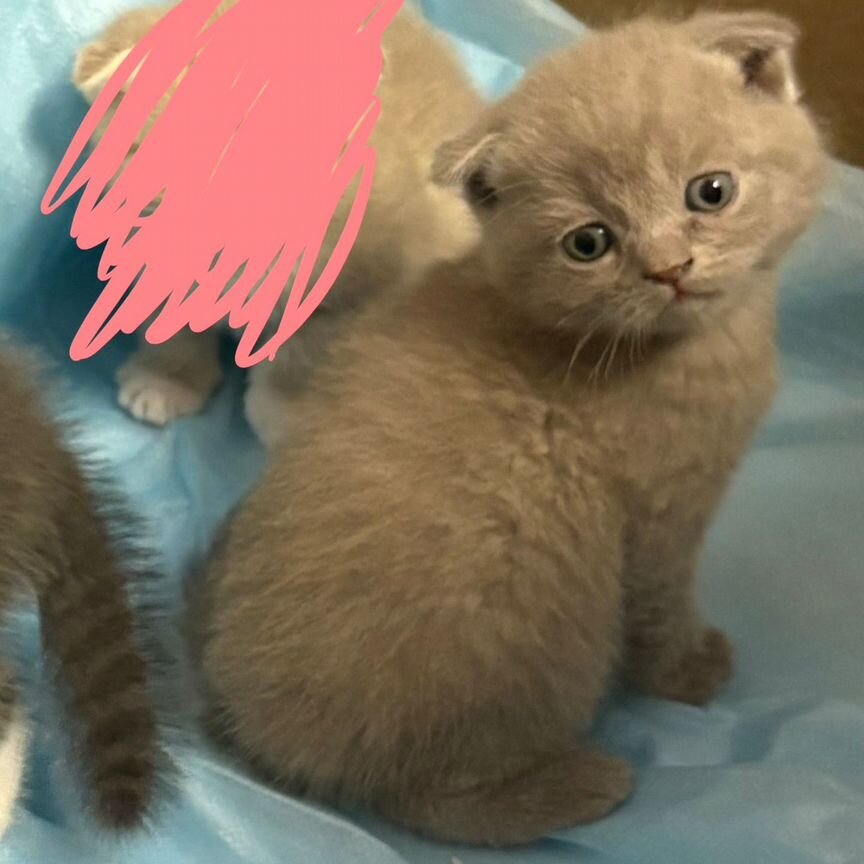 Шотландский вислоухий короткошёрстный котёнок
