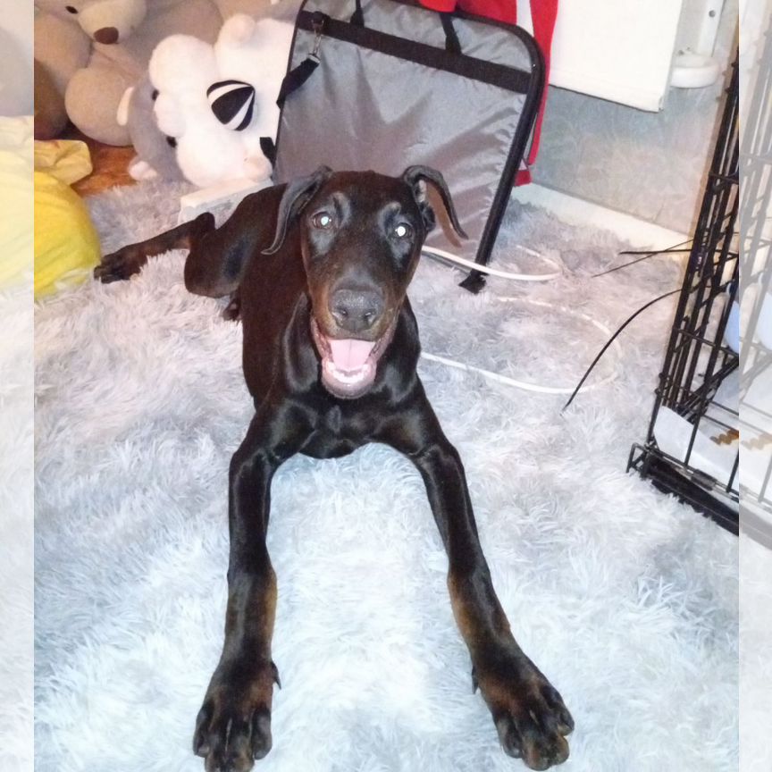 Доберман, щенок