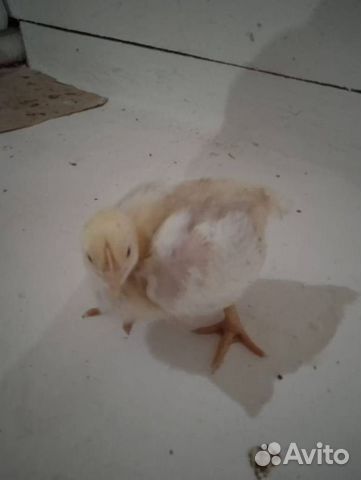 Цыплята-бройлеры кобб-500 рос-308 Круглогодично