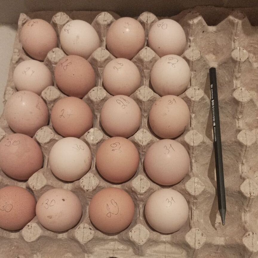 Инкубационное яйцо