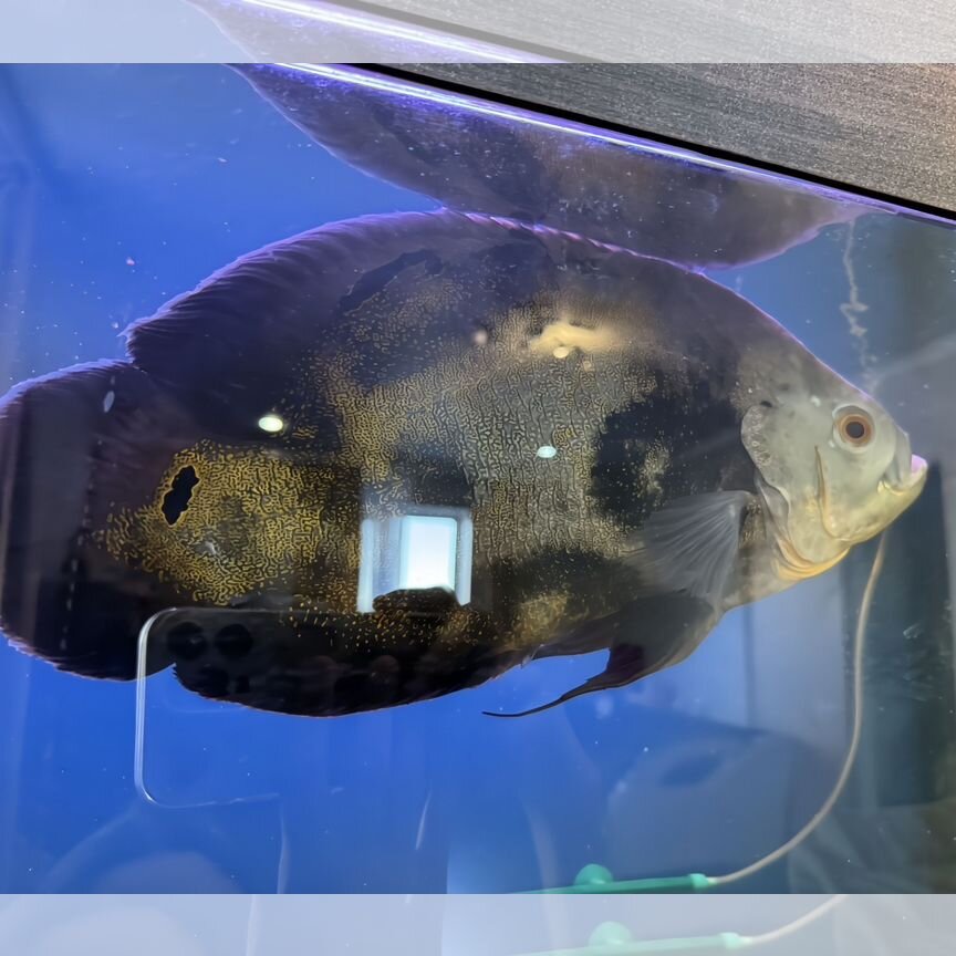 Цихлиды и астронотус