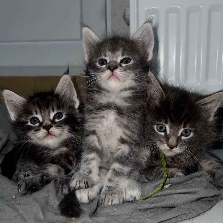 Котята мейн-кун