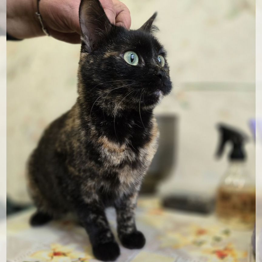 Взрослая, кошка в добрые руки