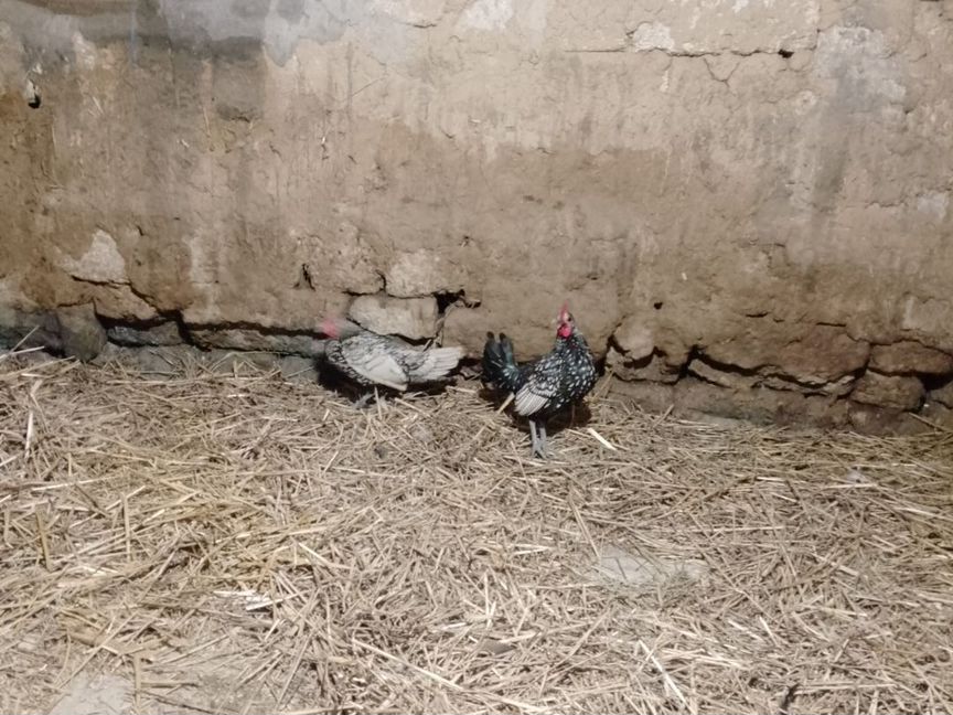 Сибрайты (серебро)