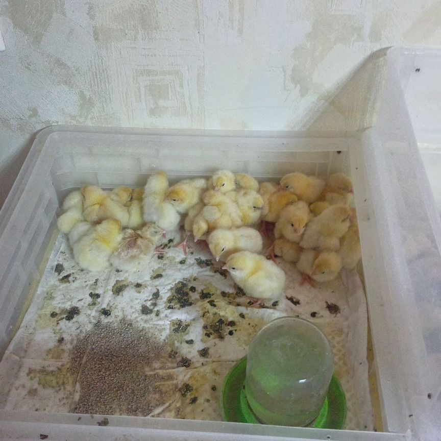 Цыплята суточные породы мини мясо палевые