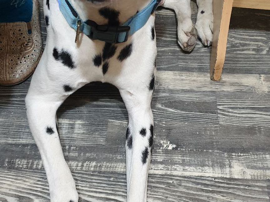 Далматинец