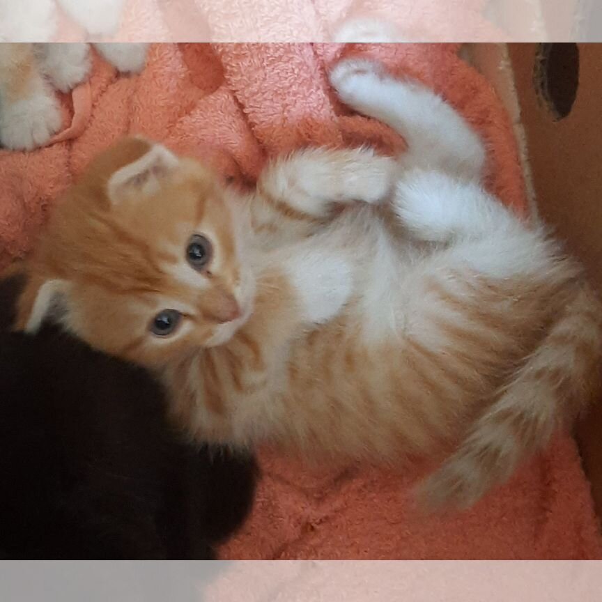 Котёнок в добрые руки