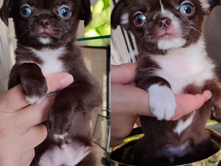 Шоколадные детки чихуахуа