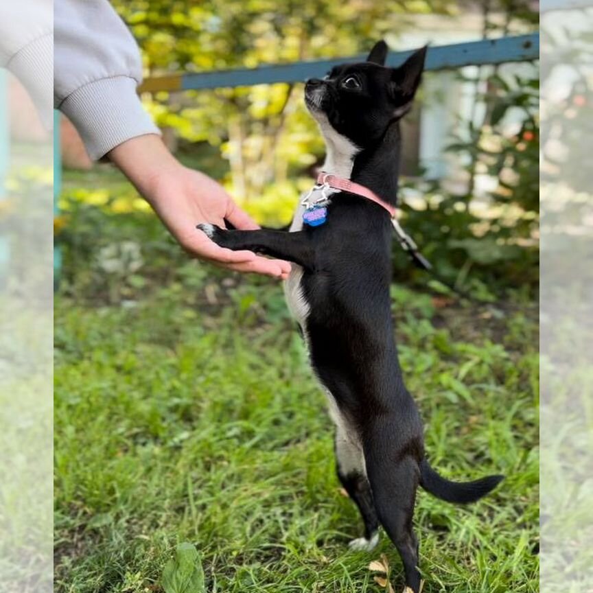 Чихуахуа мини