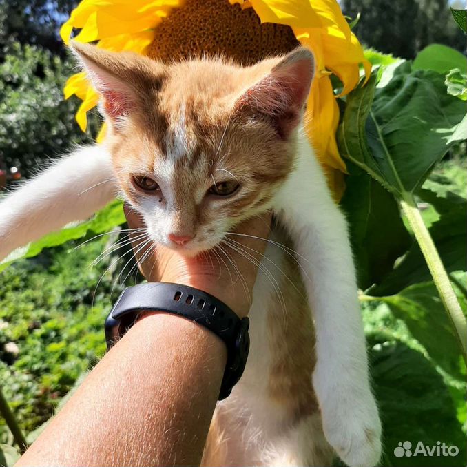 Котенок крысолов