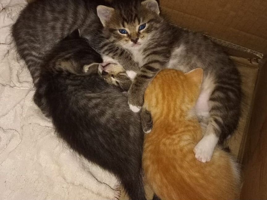 Котята в добрые руки бесплатно
