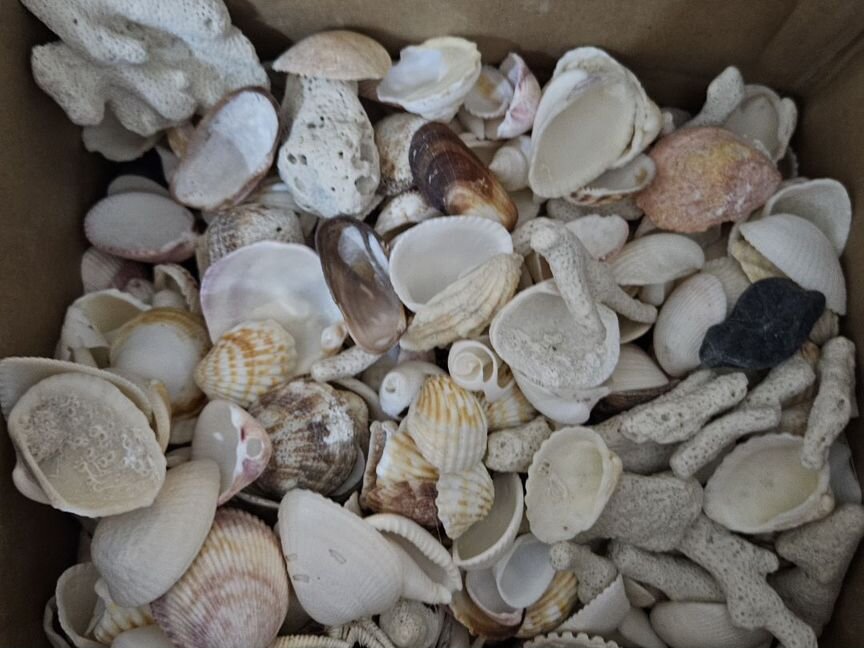Морские ракушки