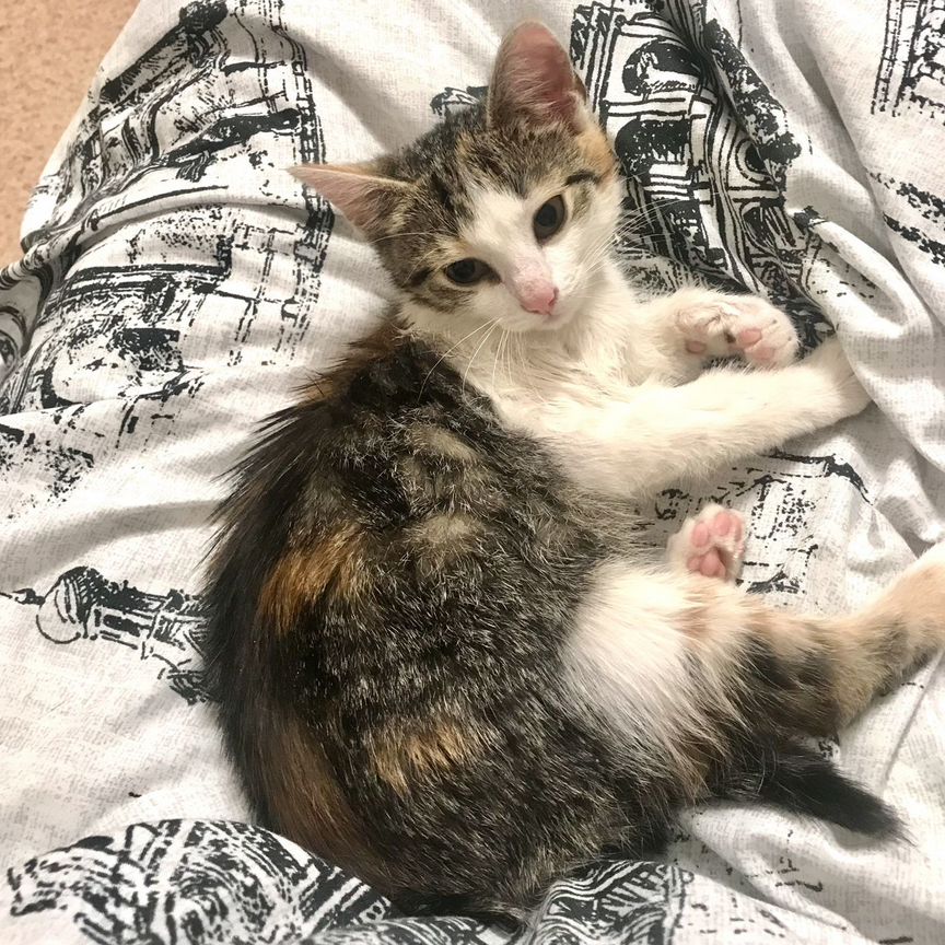 Котёнок в добрые руки