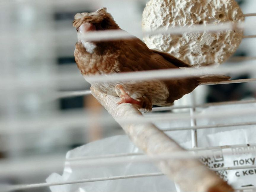 Японская амадина, самец