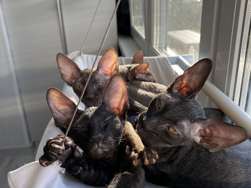 Котята корниш-рекс