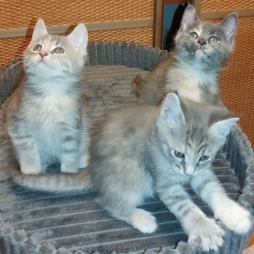 Котята Мейн-кун метис