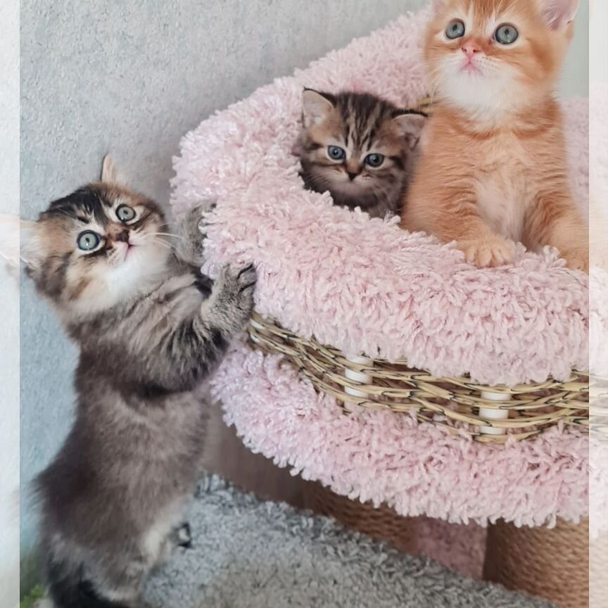 Шотландский вислоухий короткошёрстный котёнок