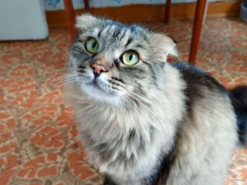 Кот красавец вислоухий