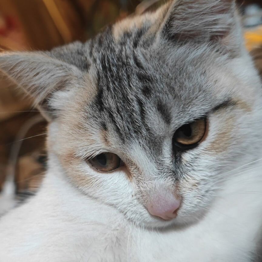 Котенок девочка котейка