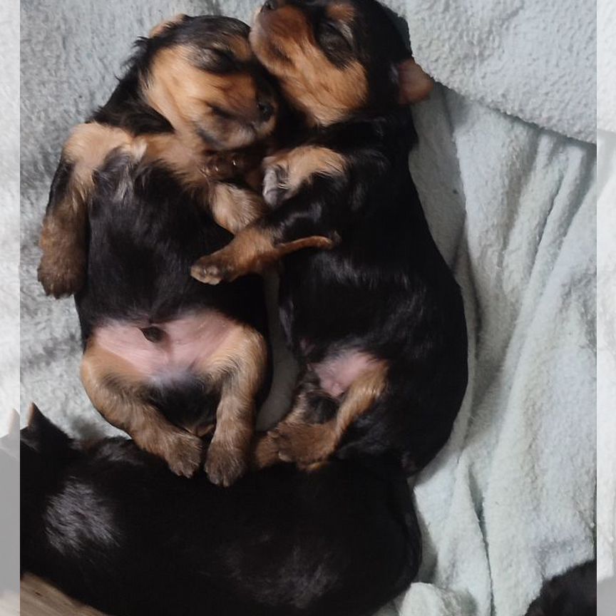 Йоркширский терьер, щенок