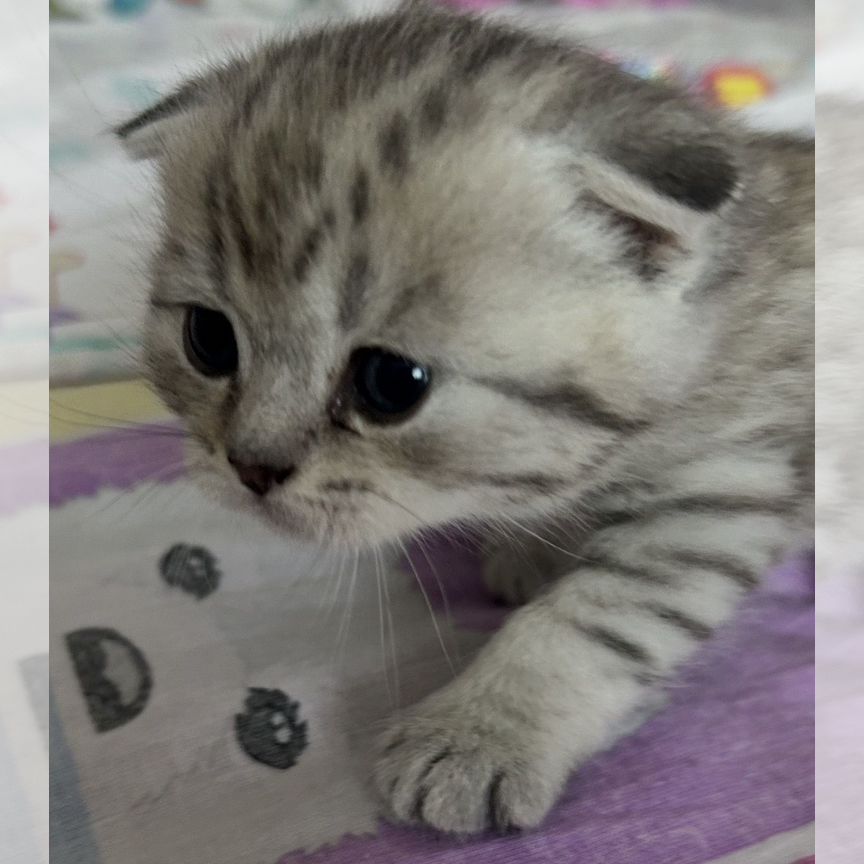 Шотландский вислоухий короткошёрстный котёнок