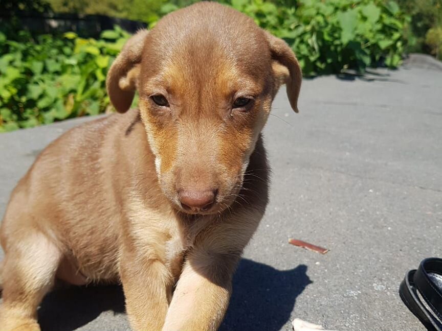 Щенок в добрые руки