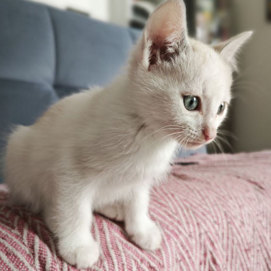 Котёнок в добрые руки