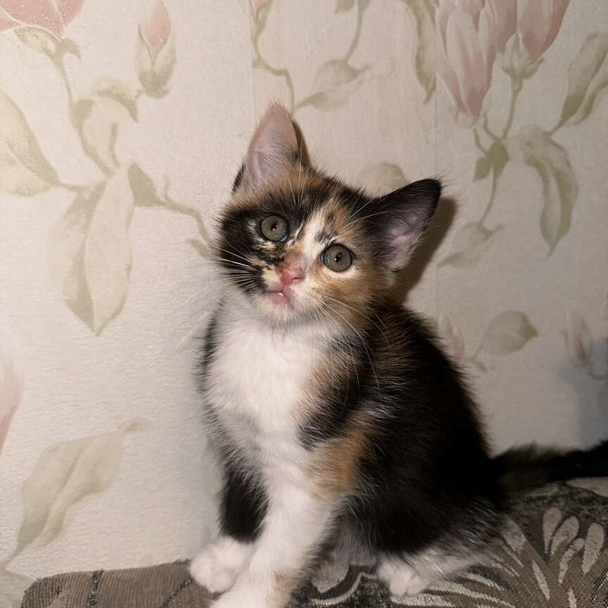 Разноцветная девочка