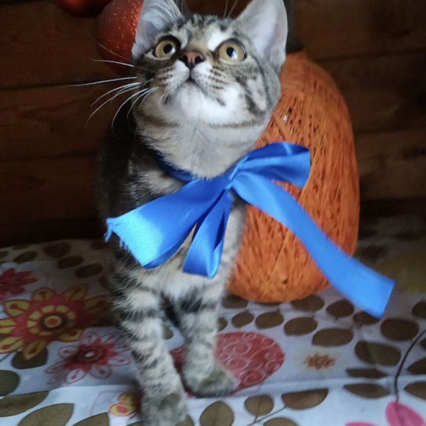 Котенок