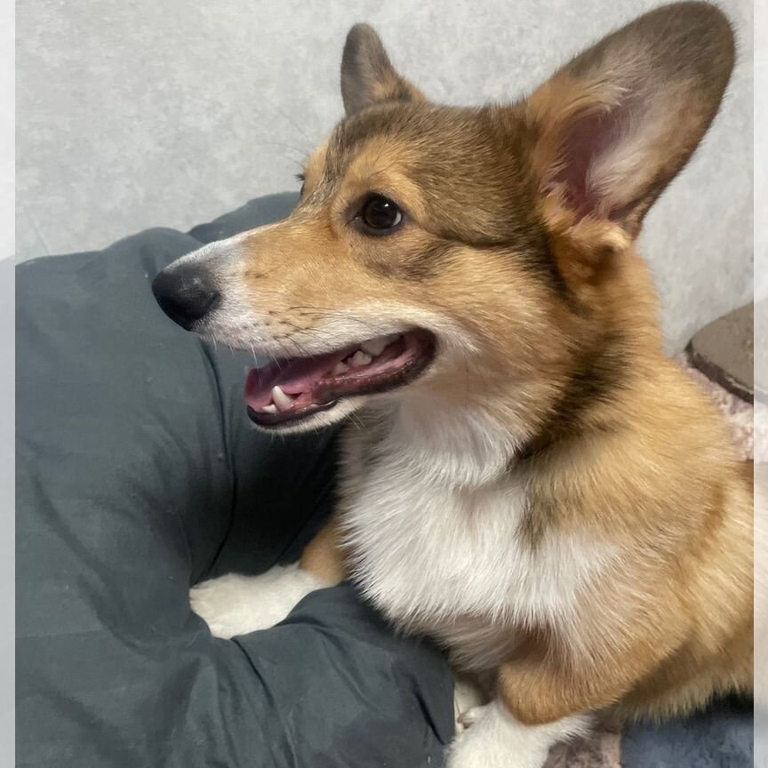 Вельш Корги Пемброк, щенок