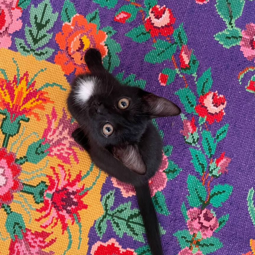 Котенок Ляся