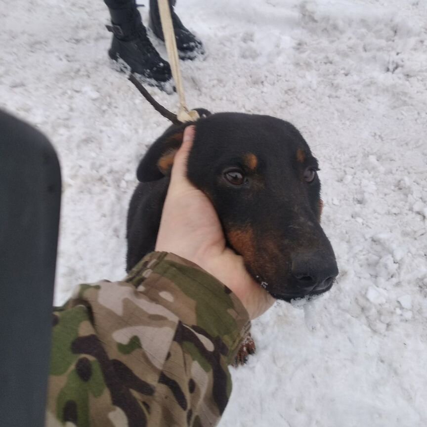 Ягдтерьер